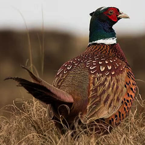 Our Preserves – Creater Culver Lake Watershed Conservation Foundation